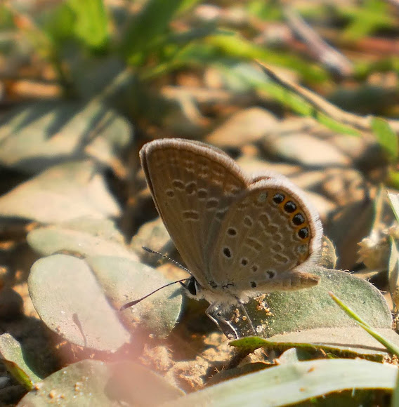 Grass Jewel | Project Noah