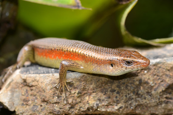 Common Sun Skink | Project Noah