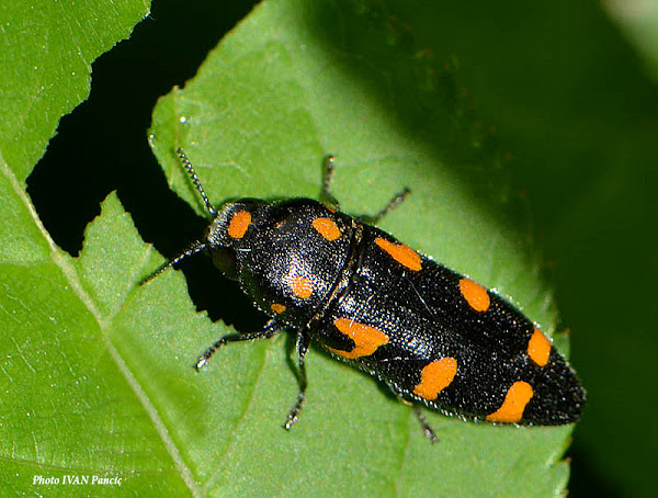 Jewel Beetle | Project Noah