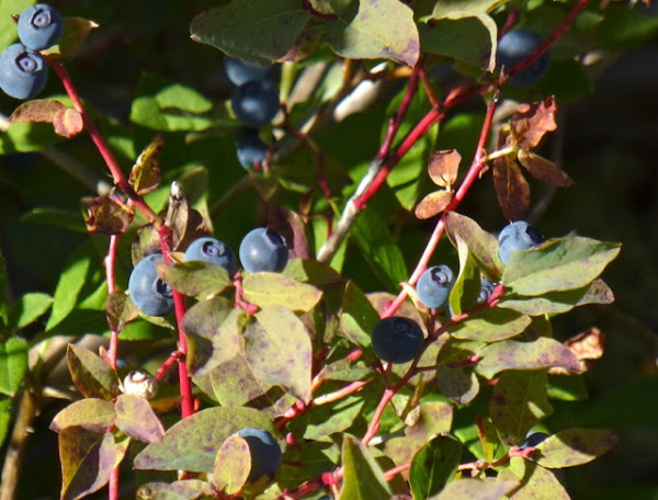 Wild Blueberry | Project Noah