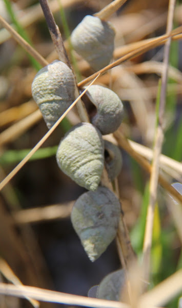 Periwinkle Snail | Project Noah