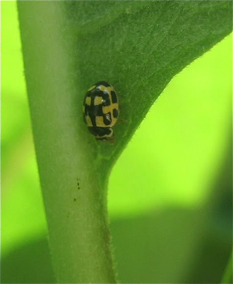 Fourteen-spotted Ladybug | Project Noah