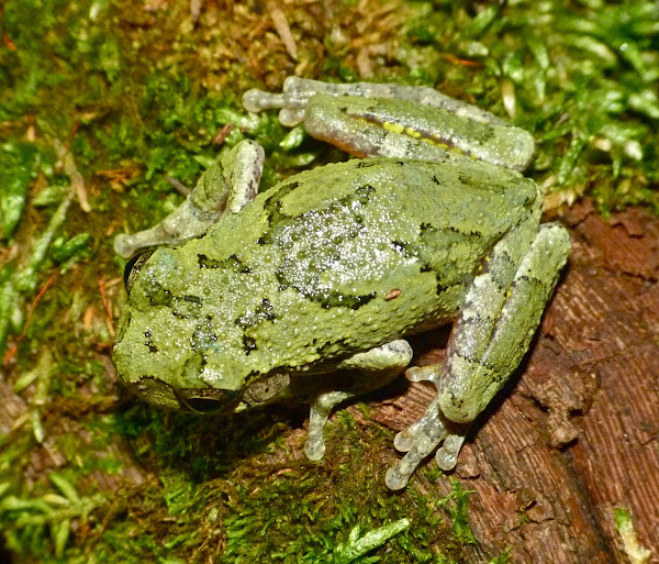 Cope's gray tree frog | Project Noah