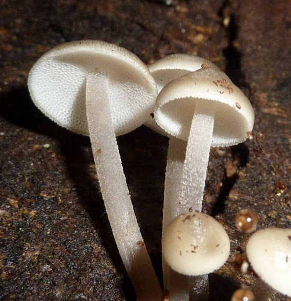 Hongo | Project Noah