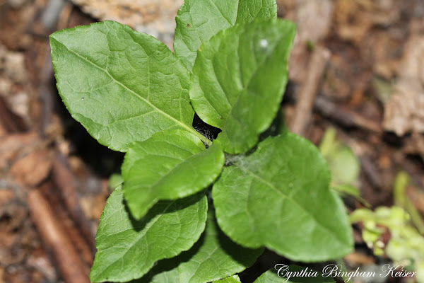Sidebells Wintergreen | Project Noah