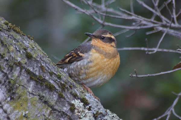 Varied Thrush (juvenile) | Project Noah