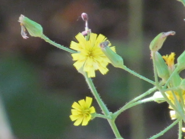 Hairy Hawkweed | Project Noah