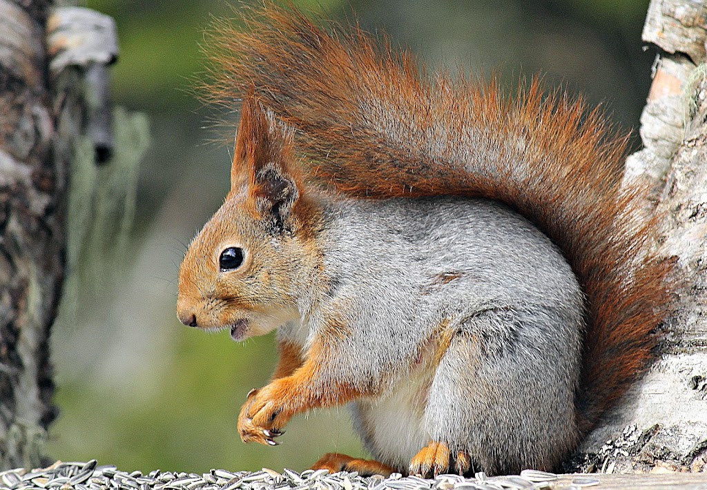 Photo Contest: Backyard Critters | Pixoto