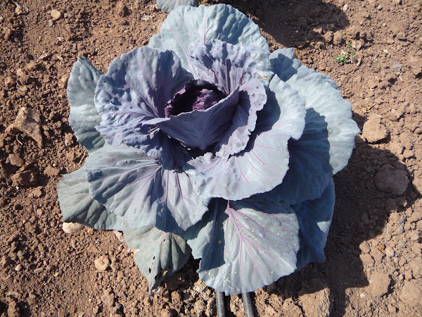 Col lombarda, red cabbage | Project Noah