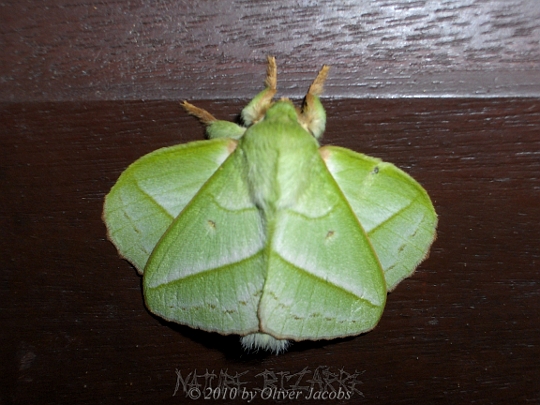Rose Myrtle Lappet Moth | Project Noah