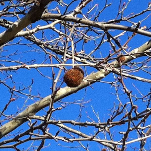Seed ball in a Sycamore tree | Project Noah