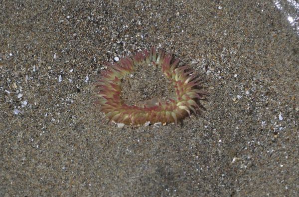 Aggregating Anemone | Project Noah