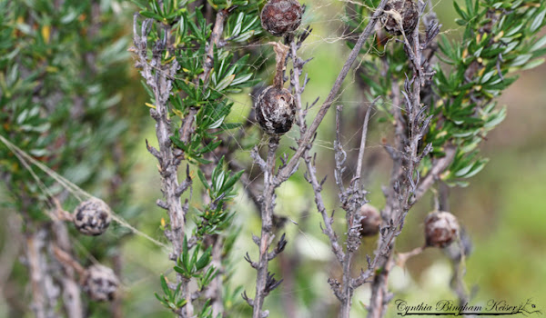 Bolas Spider egg sacs | Project Noah