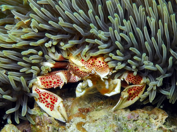 Porcelain Anemone Crab | Project Noah