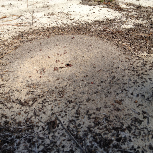 Fire ant | Project Noah