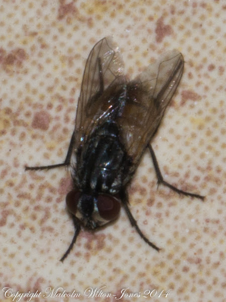 Flesh fly | Project Noah