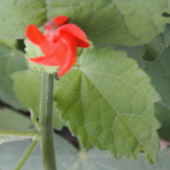 Turk's Cap Mallow | Project Noah