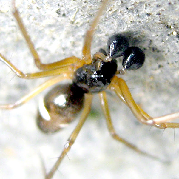 Mirror Spiders | Project Noah