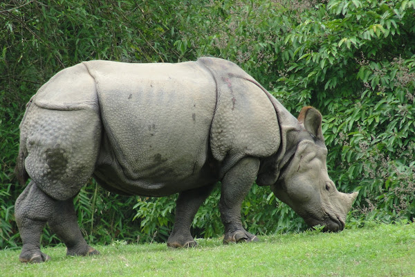 Rhino | Project Noah