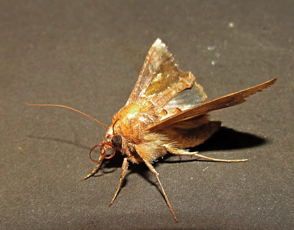 Golden Plusia | Project Noah