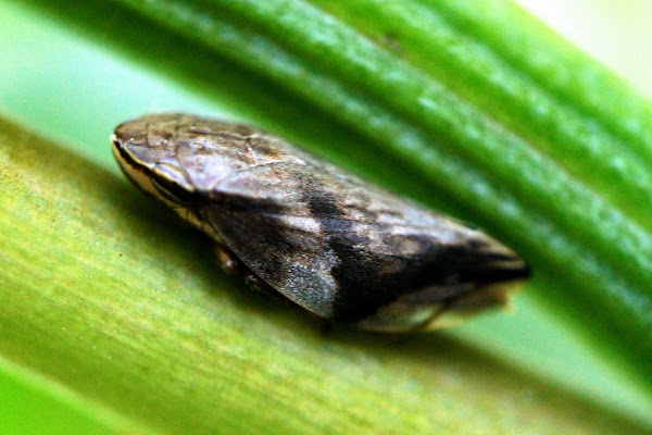 Meadow Froghopper | Project Noah