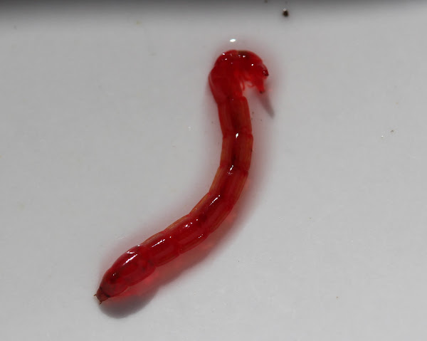 Blood Worm | Project Noah