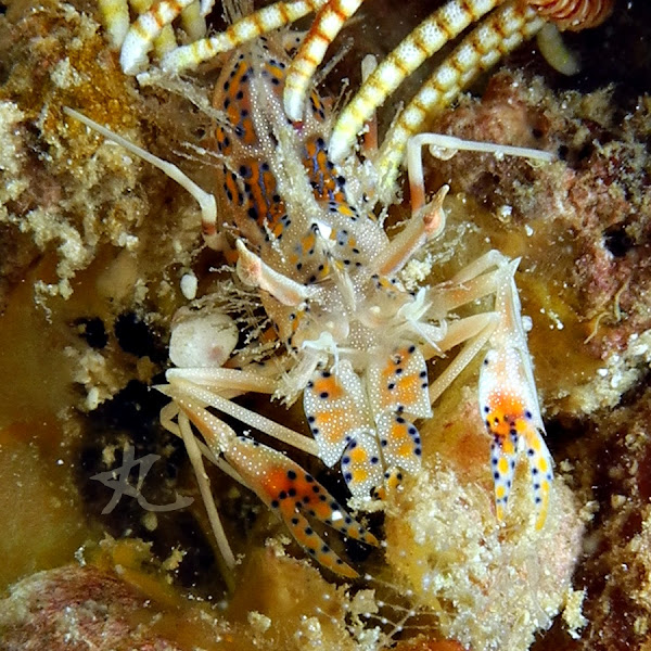 Tiger Shrimp | Project Noah