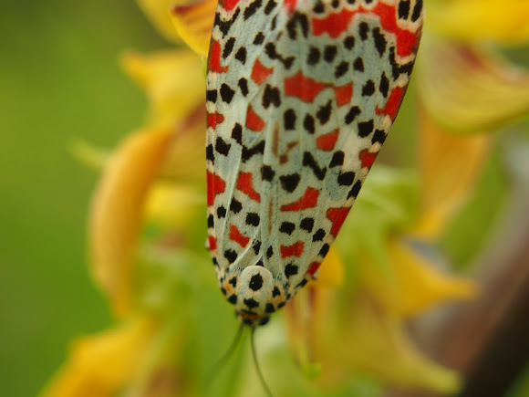 Crimson-speckled flunkey | Project Noah