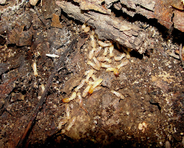 Subterranean Termites | Project Noah
