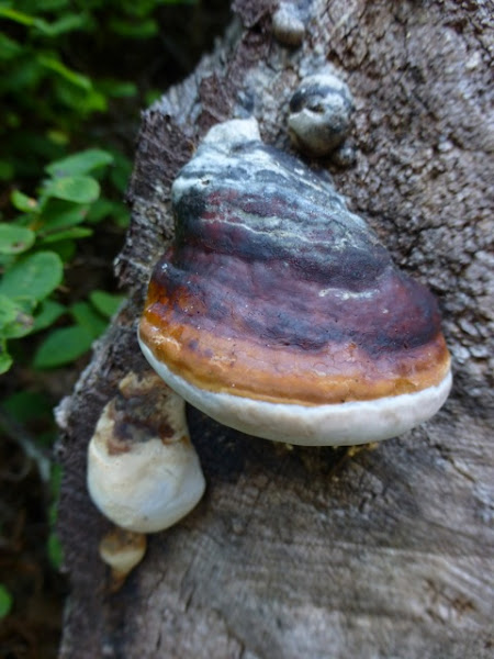 Red-Belted Polypore | Project Noah