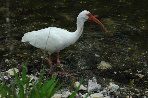 American White Ibis | Project Noah