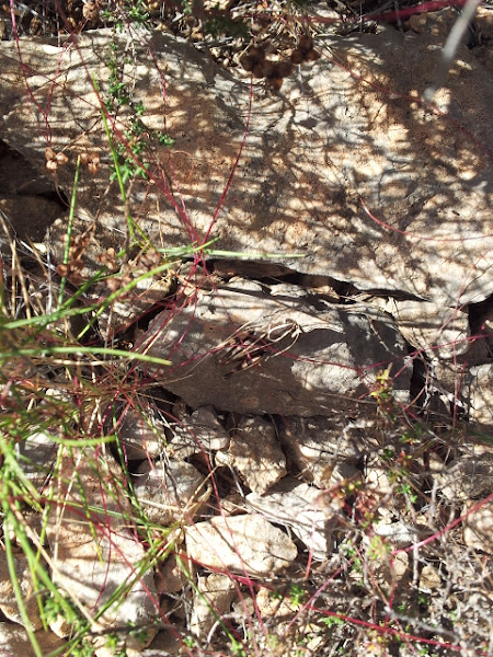 Cuscuta | Project Noah