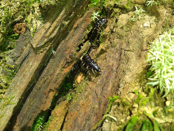 Armoured millipede | Project Noah