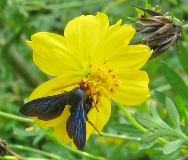 Scoliid Wasp | Project Noah