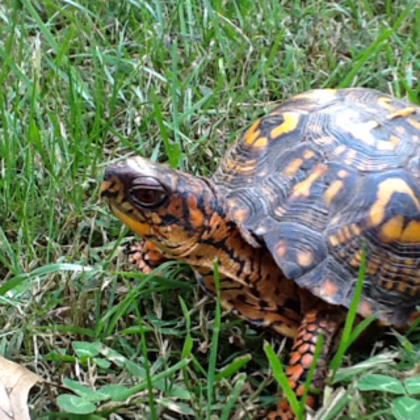 Eastern Box Turtle | Project Noah