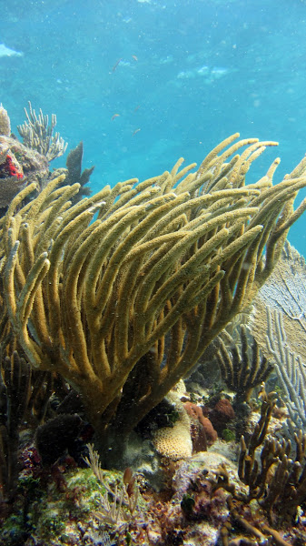 Porous Sea Rod | Project Noah