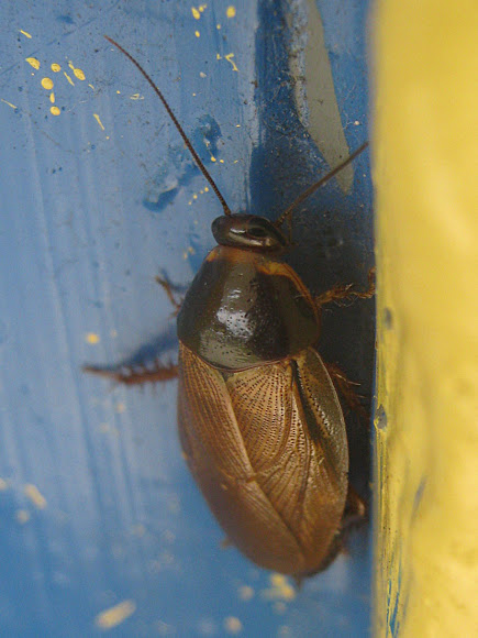 Suriname Cockroach | Project Noah