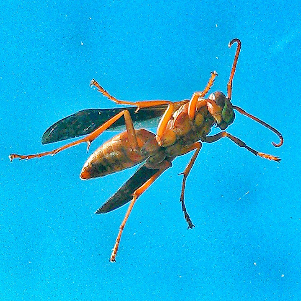 Red Paper Wasp | Project Noah