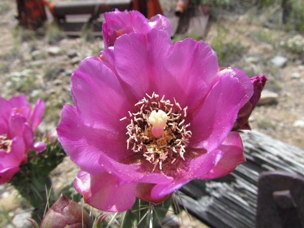 Walking Stick Cactus | Project Noah