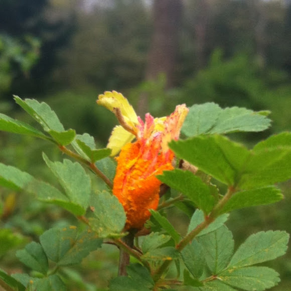 Rose Rust | Project Noah