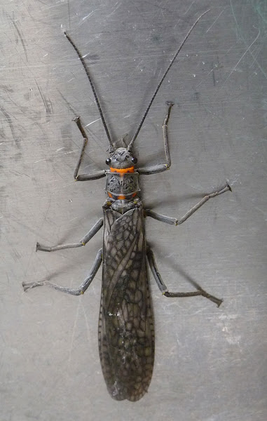 American Salmonfly | Project Noah