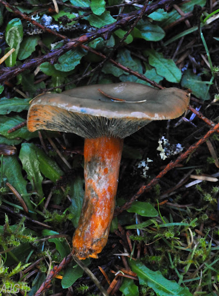 Saffron milkcap | Project Noah