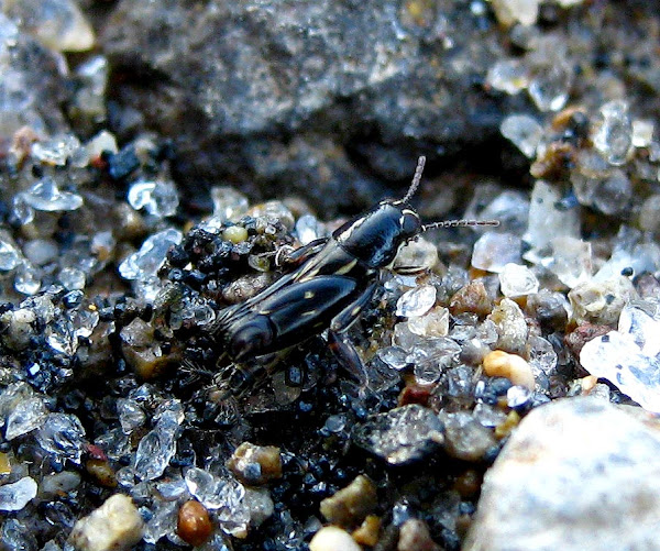 Pygmy Mole Cricket | Project Noah