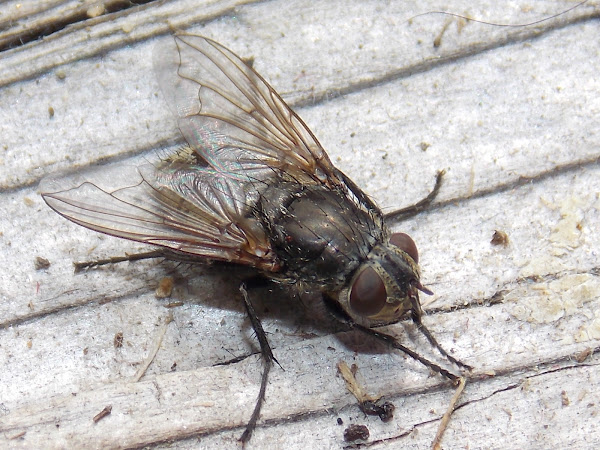 Cluster Fly | Project Noah