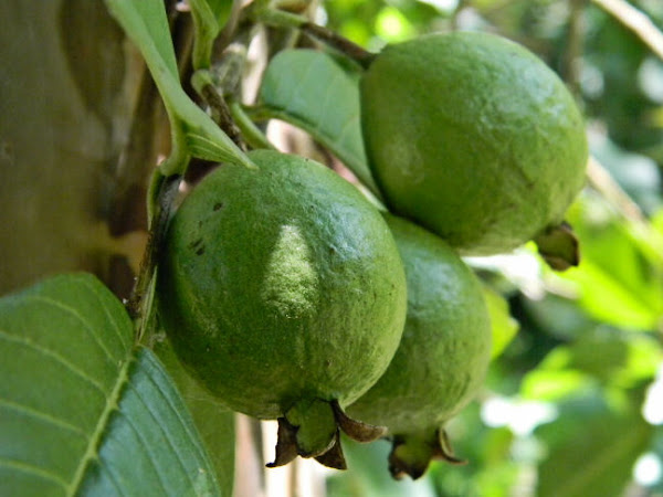 guava, jambu batu | Project Noah