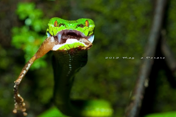 Chinese Green Tree Viper | Project Noah