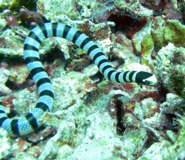Banded Sea Krait | Project Noah