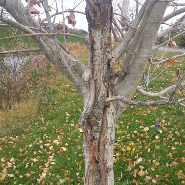 Assiniboine Poplar | Project Noah