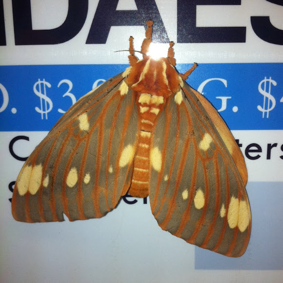 Royal Walnut Moth | Project Noah