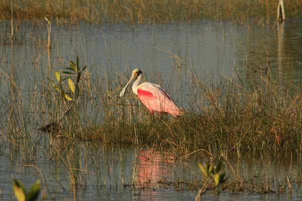 Rosetta spoonbill | Project Noah